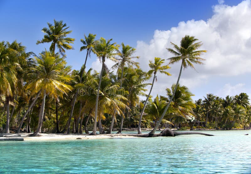 Die Insel Mit Palmen Zum Meer, Ein Infrarotfoto Stockbild - Bild von ...