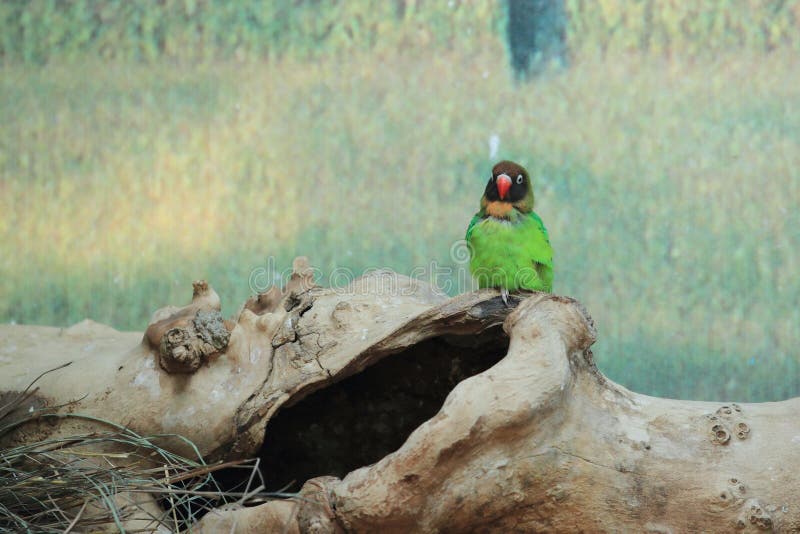 Volo Di Inseparabile Mascherato, Isolato Immagine Stock - Immagine di ...