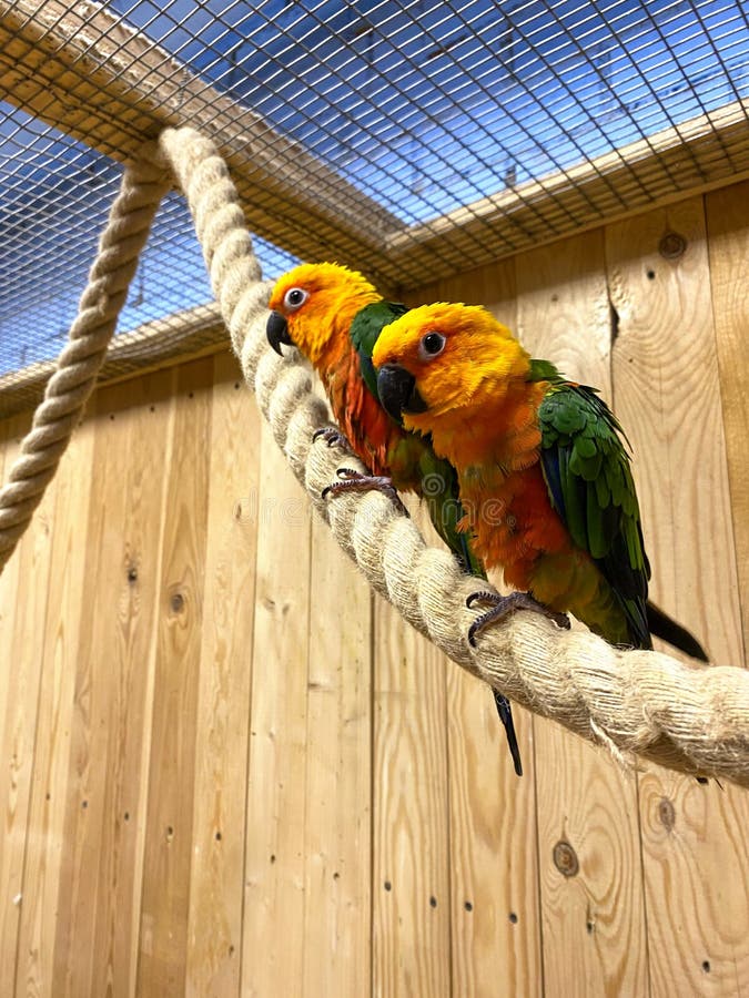 Inseparable stock photo. Image of feather, isolate, african - 149321258