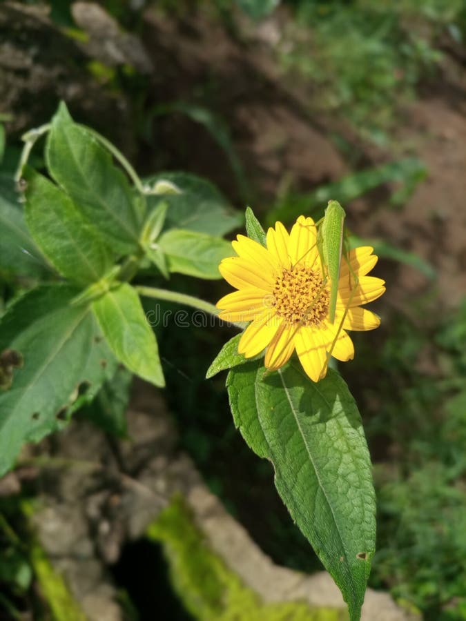 Insert stock image. Image of look, flowers, great, insert - 250413583