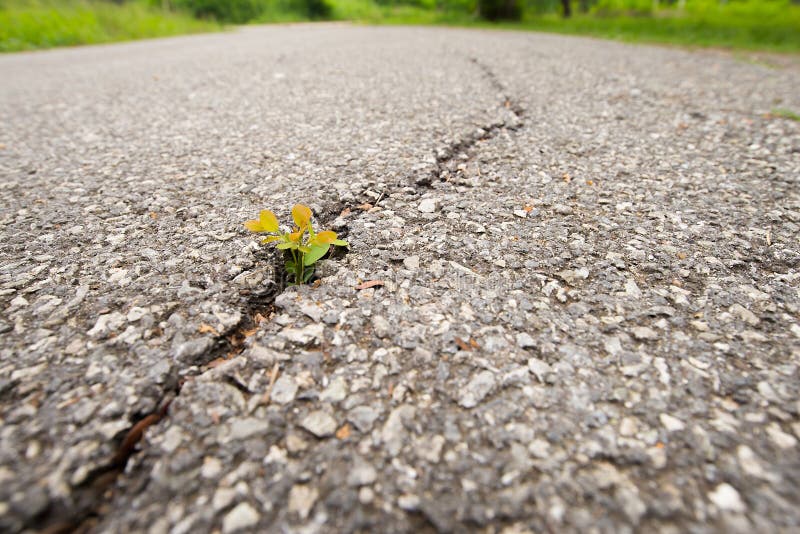 The Insertion of Small Trees Occurs from the Crevices of Concret Stock ...