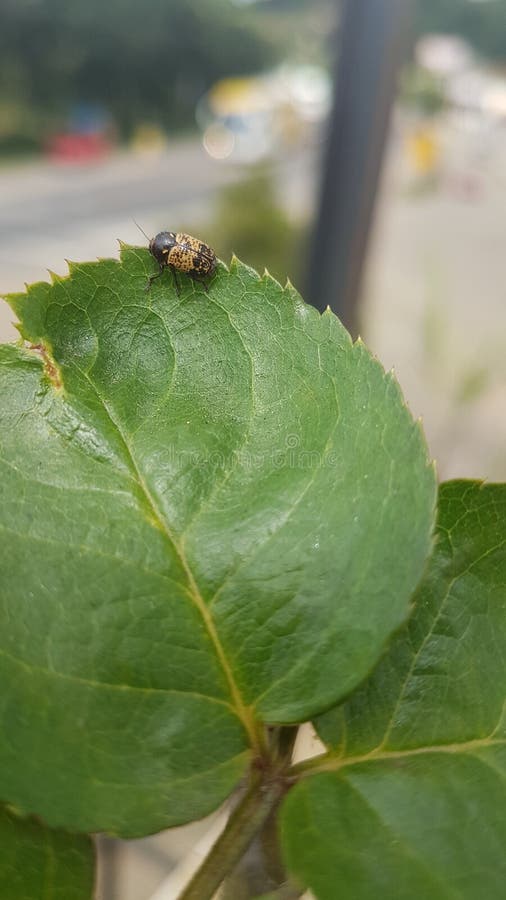 Inset Greenpeace plant stock image. Image of leaf, plant - 196803899