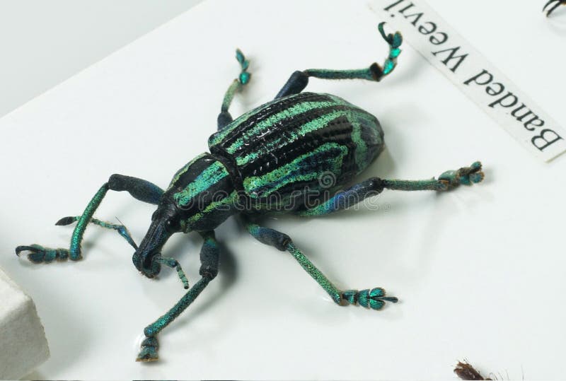 Inseto imagem de stock. Imagem de insetos, micro, marrom - 14854487