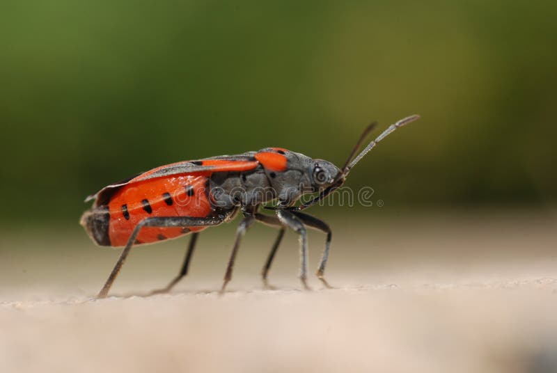 Inseto foto de stock. Imagem de macro, inseto, pequeno - 26007822