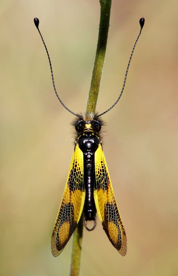 Inseto amarelo imagem de stock. Imagem de preto, entomologia - 9644735
