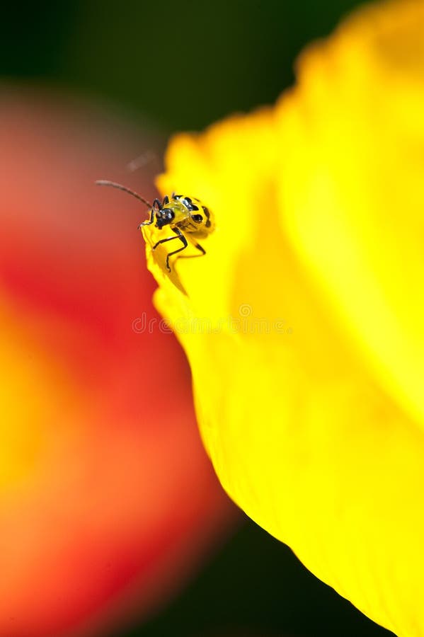 Ovos amarelos do inseto imagem de stock. Imagem de nascimento - 33417615