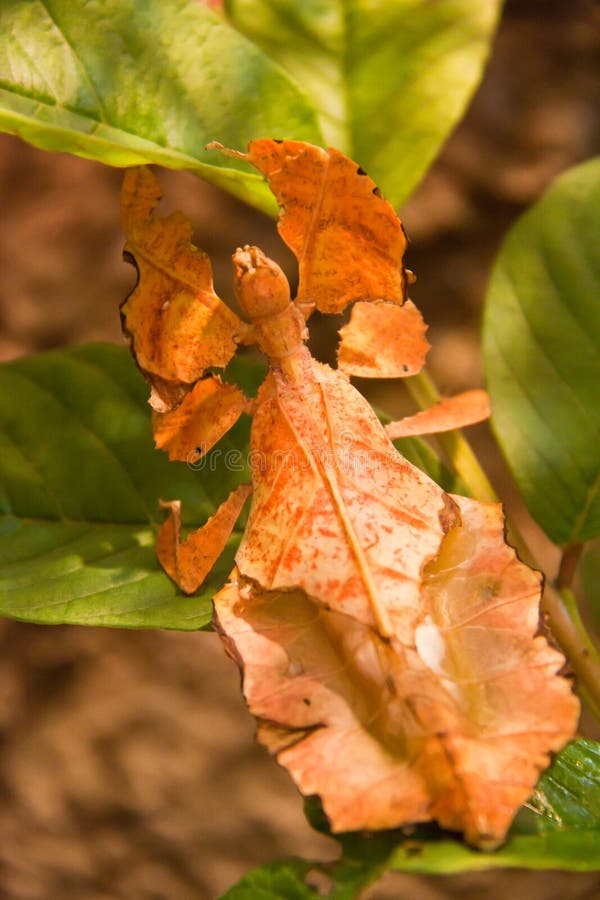 Inseto de folha imagem de stock. Imagem de folha, alaranjado - 18274065