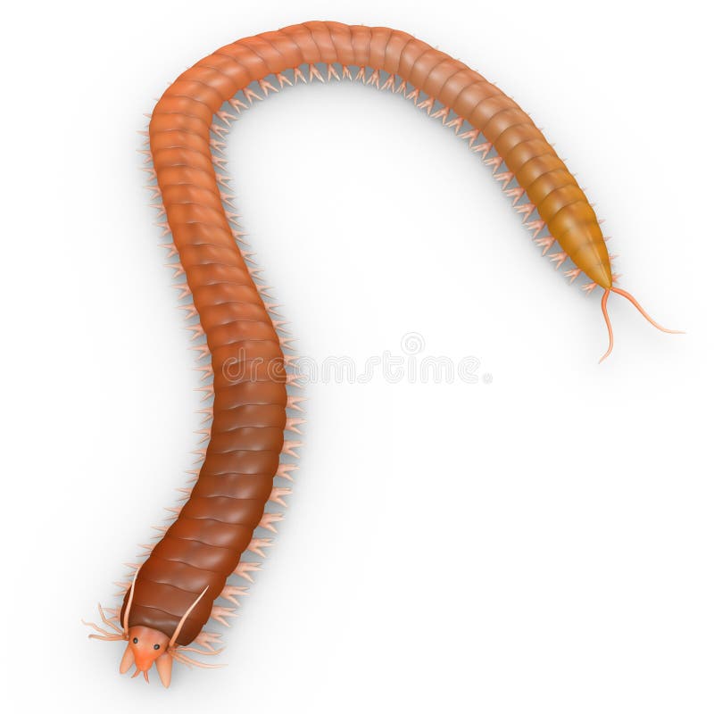 Inseto de Nereis ilustração stock. Ilustração de predador - 55455305