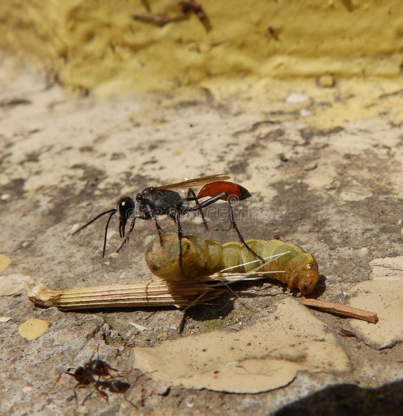 Inseto predador foto de stock. Imagem de voado, mosca - 16096512