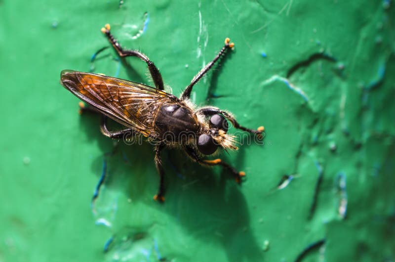 Inseto grande como a vespa foto de stock. Imagem de antigo - 133131504