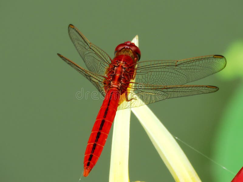 Inseto, Lib?lula, Lib?lulas E Damseflies, Invertebrado Imagem. Imagem: 100789230