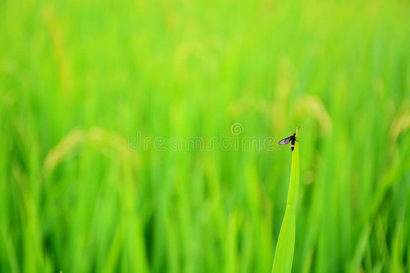 Inseto no campo foto de stock. Imagem de brilhante, arroz - 127283786