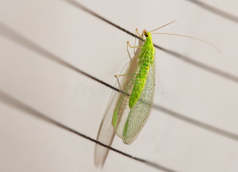 Inseto Estrangeiro Verde Com Asas Transparentes Imagem de Stock ...