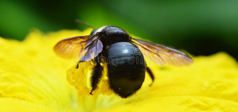 Asas Pretas Do Inseto Com Listras Amarelas Imagem de Stock - Imagem de ...