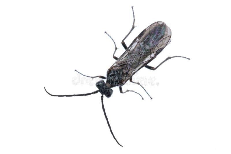 Inseto Preto Em Um Fundo Branco Imagem de Stock - Imagem de macro ...