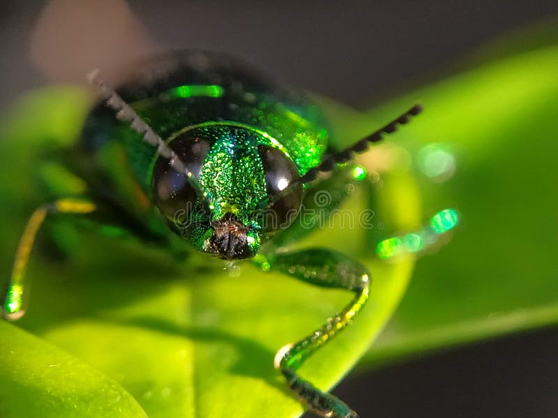Inseto Super-verde Nas Folhas Imagem de Stock - Imagem de macro, folhas ...