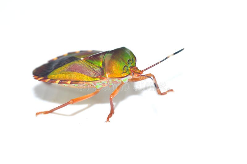 Inseto verde imagem de stock. Imagem de zoologia, jardim - 25742277