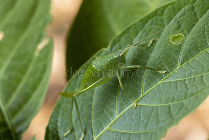 Inseto Verde Na Folha Verde Foto de Stock - Imagem de olhos, macro ...