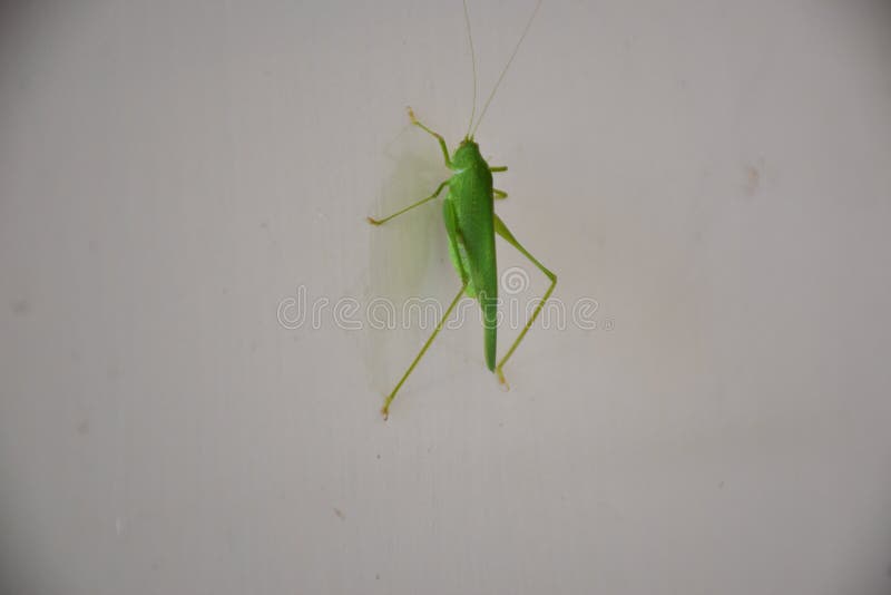 Inseto Verde Pequeno Na Parede Imagem de Stock - Imagem de ...