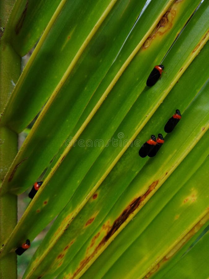Inseto Vermelho E Preto Na Folha De Coco Imagem de Stock - Imagem de ...
