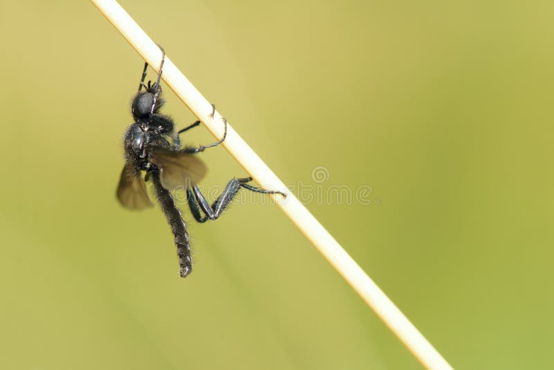 Inseto voado preto imagem de stock. Imagem de nave, preto - 41059157