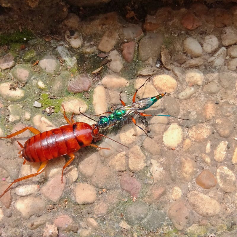 Insetos De Diferentes Tipos Se Encontram O Que Acontece Imagem de Stock ...