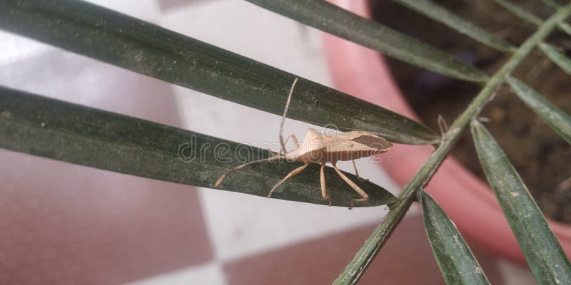 Insetos e planta foto de stock. Imagem de insetos, visto - 132027336