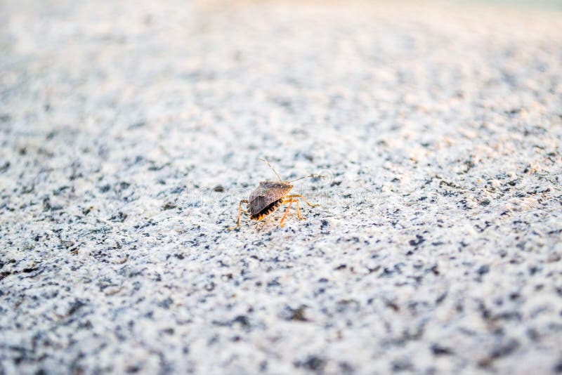 Insetos Em Paredes Do Cimento Foto de Stock - Imagem de pelota, sensor ...