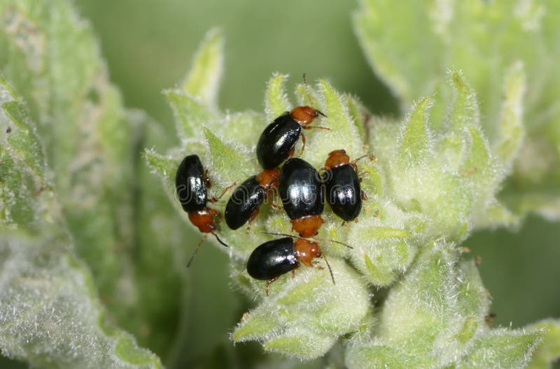 Insetti immagine stock. Immagine di nero, macro, gruppo - 32835381