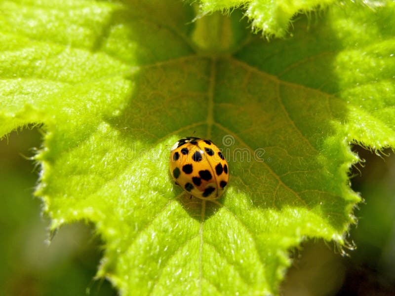 Coccinella Gialla Sulla Natura Fine Fotografia Stock - Immagine di ...