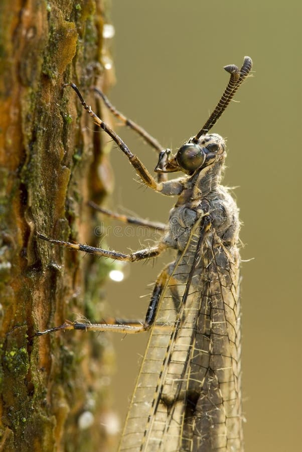 Insetto immagine stock. Immagine di particolare, corpo - 3288951