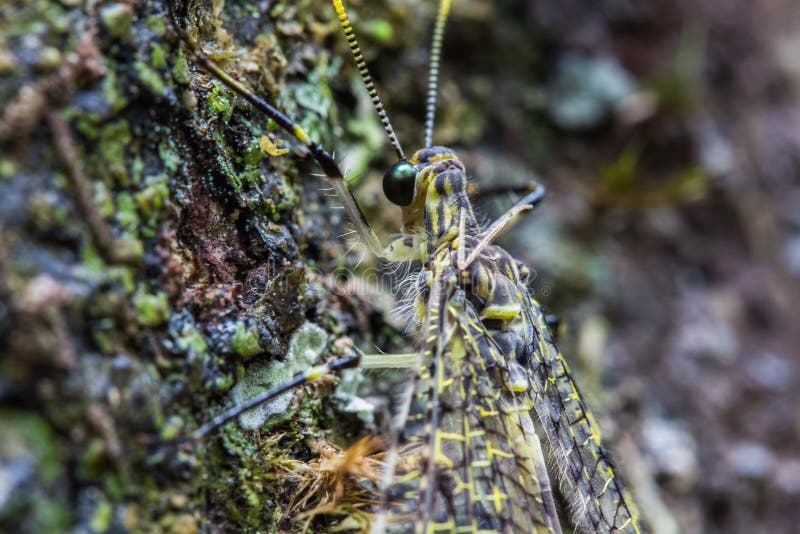 Insetto Con Le Ali Trasparenti Immagine Stock - Immagine di erba ...