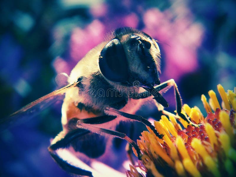 Insetto, Ape, Honey Bee, Macrofotografia Immagine. Immagine: 114130705