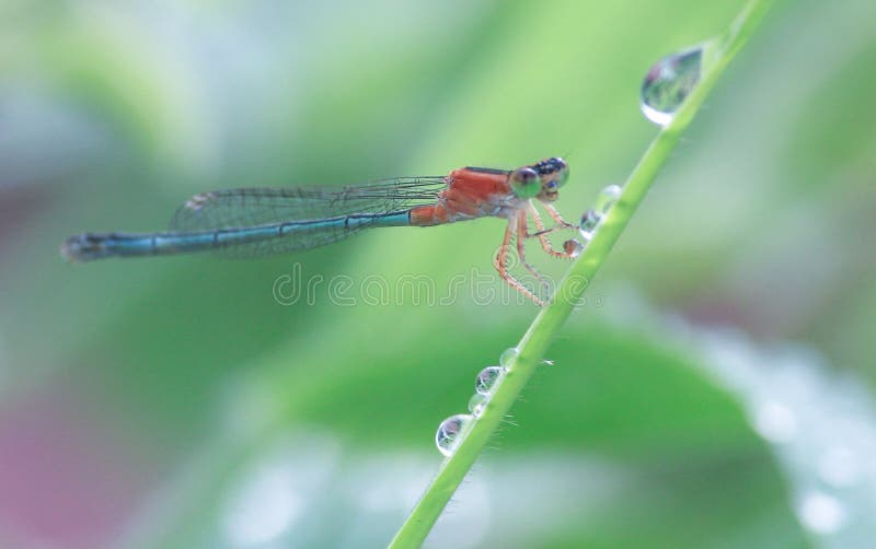 Insetto Con Goccioline D'acqua Pianta Di Damsella Fotografia Stock ...