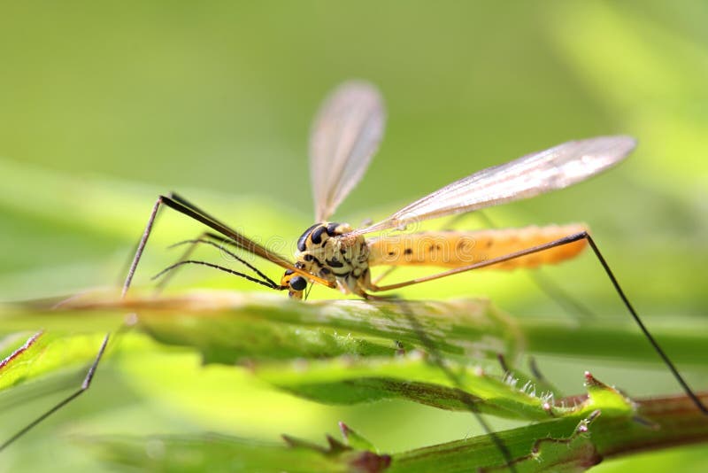Foto Stock e immagini a tema Insetto Con Le Ali - Scarica 4,764 foto