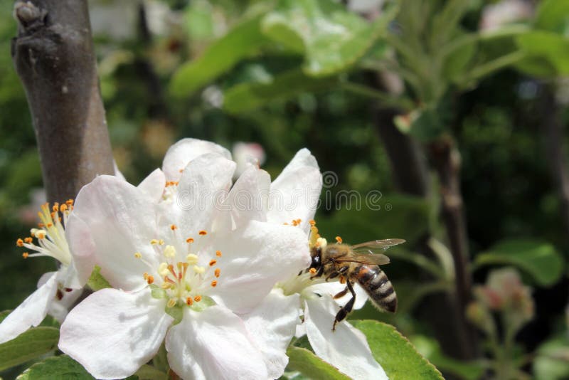 Insetto dell'ape fotografia stock. Immagine di insetto - 91658252