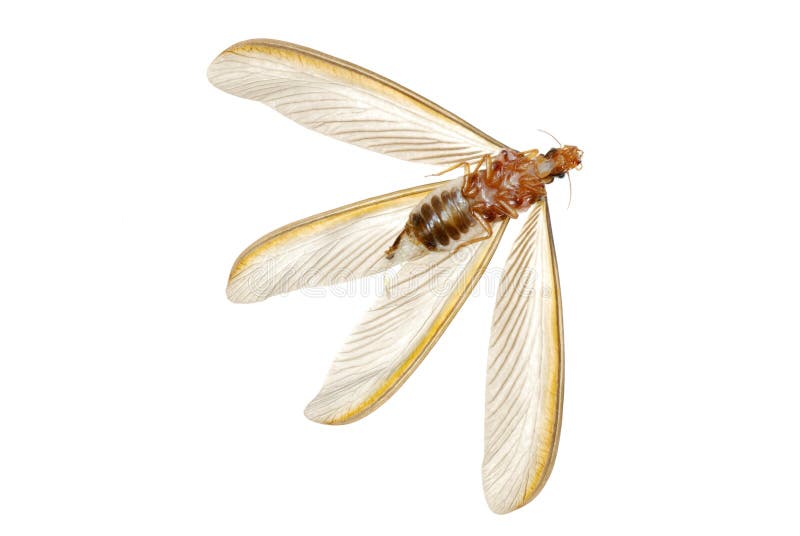 Insetto Della Formica Bianca Della Termite Fotografia Stock - Immagine ...