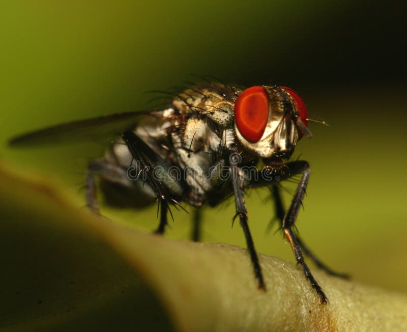 Mosca fotografia stock. Immagine di nave, selvaggio, vita - 3259462