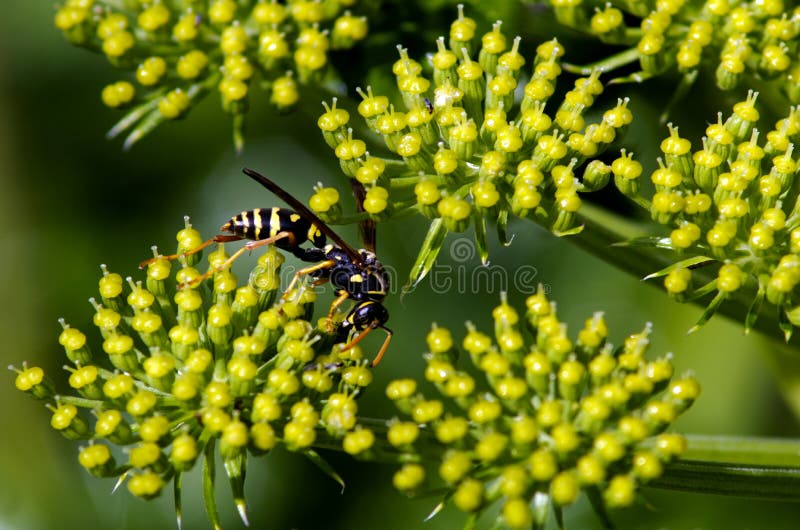 Insetto della vespa immagine stock. Immagine di macro - 33543909