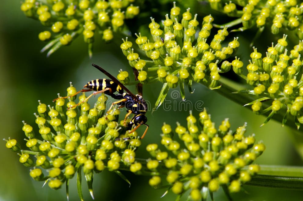 Insetto della vespa immagine stock. Immagine di macro - 33543909