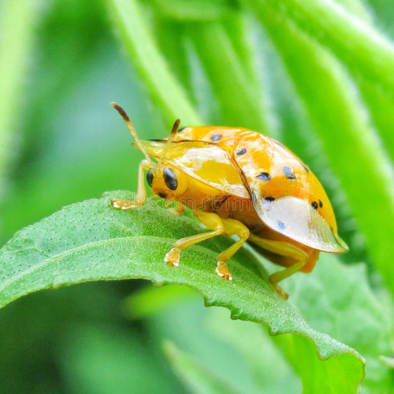 Insetto giallo immagine stock. Immagine di scarabeo, background - 60603399