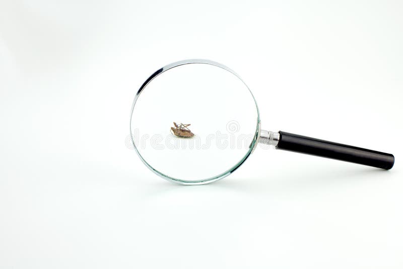 Scarafaggio Morto immagine stock. Immagine di sfondo - 67371735