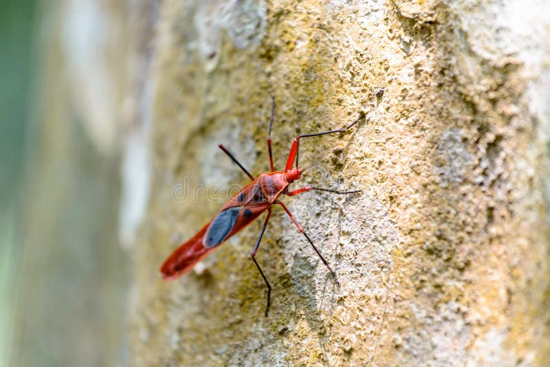 Cotonetto Rosso Cotonato, Insetto Rosso Immagine Stock - Immagine di ...