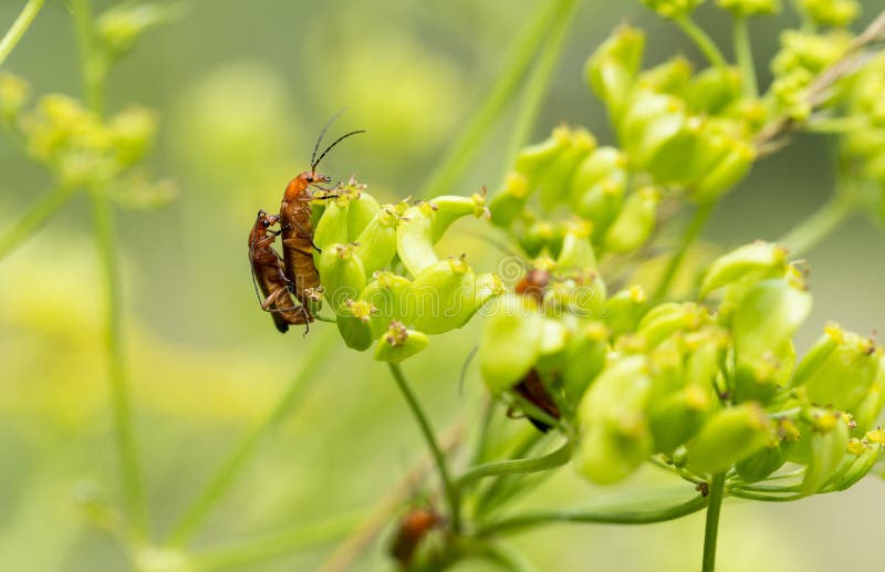 Insetto Rosso Di Cantharidae Immagine Stock - Immagine di copulato ...