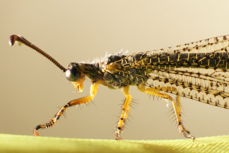 Insetto spaventoso immagine stock. Immagine di contagioso - 18879239