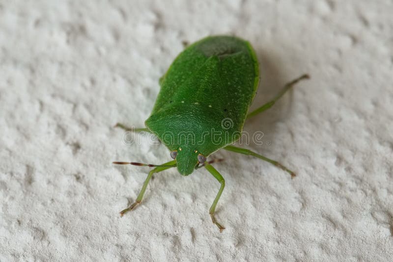Insetto verde sulla parete immagine stock. Immagine di specie - 45548783