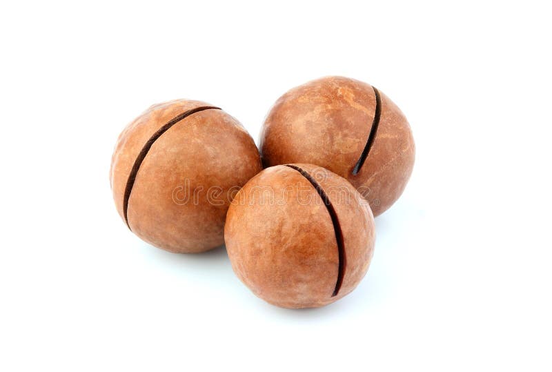 Inshell Macadamia Nuts Isolated. Stock Photo - Image of closeup, shell ...