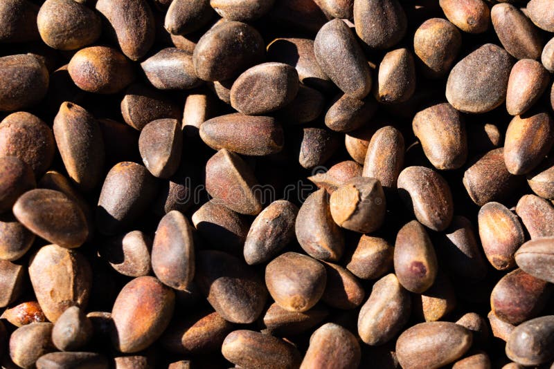Inshell Pine Nuts. Cedar Nuts. Background Texture. Macro. Stock Image ...