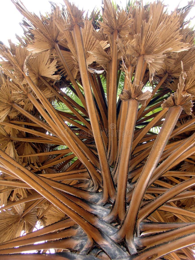 Palmier Los Angeles Stock Photos - Free & Royalty-Free Stock Photos ...