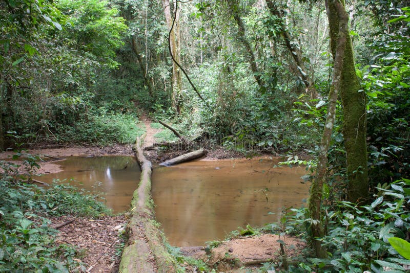 Inside the African Rainforest Stock Image - Image of impenetrable ...